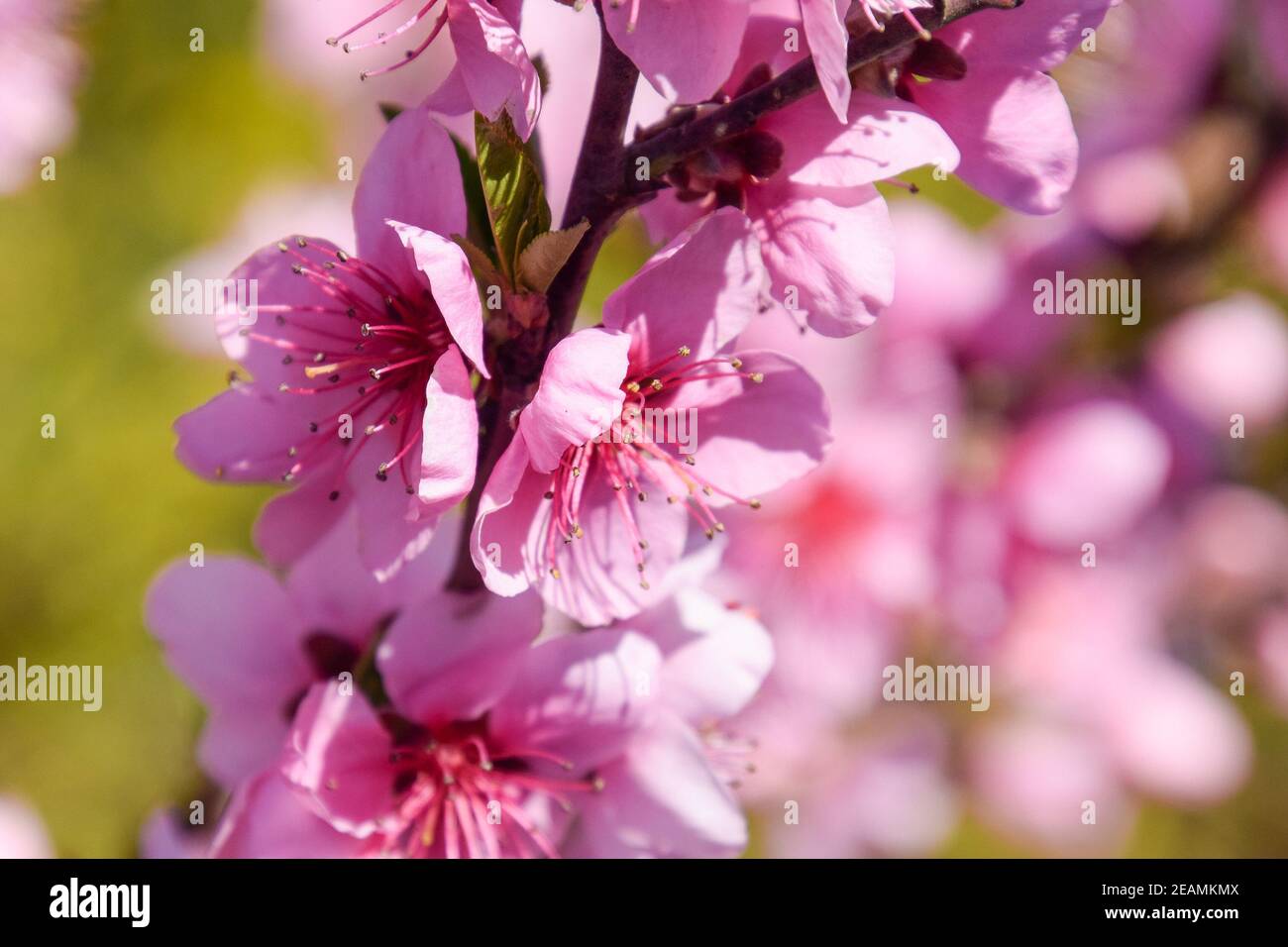 Wild peach tree hi-res stock photography and images - Alamy