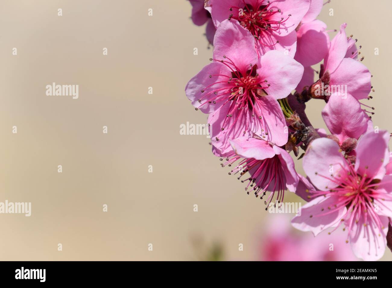 Wild peach tree hi-res stock photography and images - Alamy