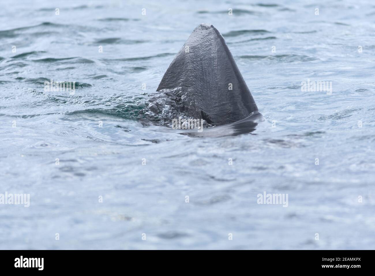 2 - Basking shark dorsal fin bubbles water as it approaches forwards ...