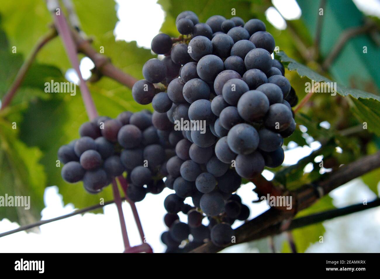Purple grape vine hi-res stock photography and images - Alamy