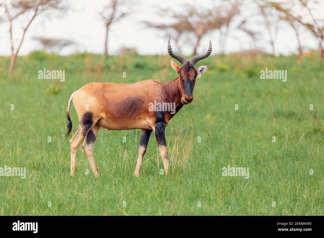 Hartebeest savanna hi-res stock photography and images - Alamy