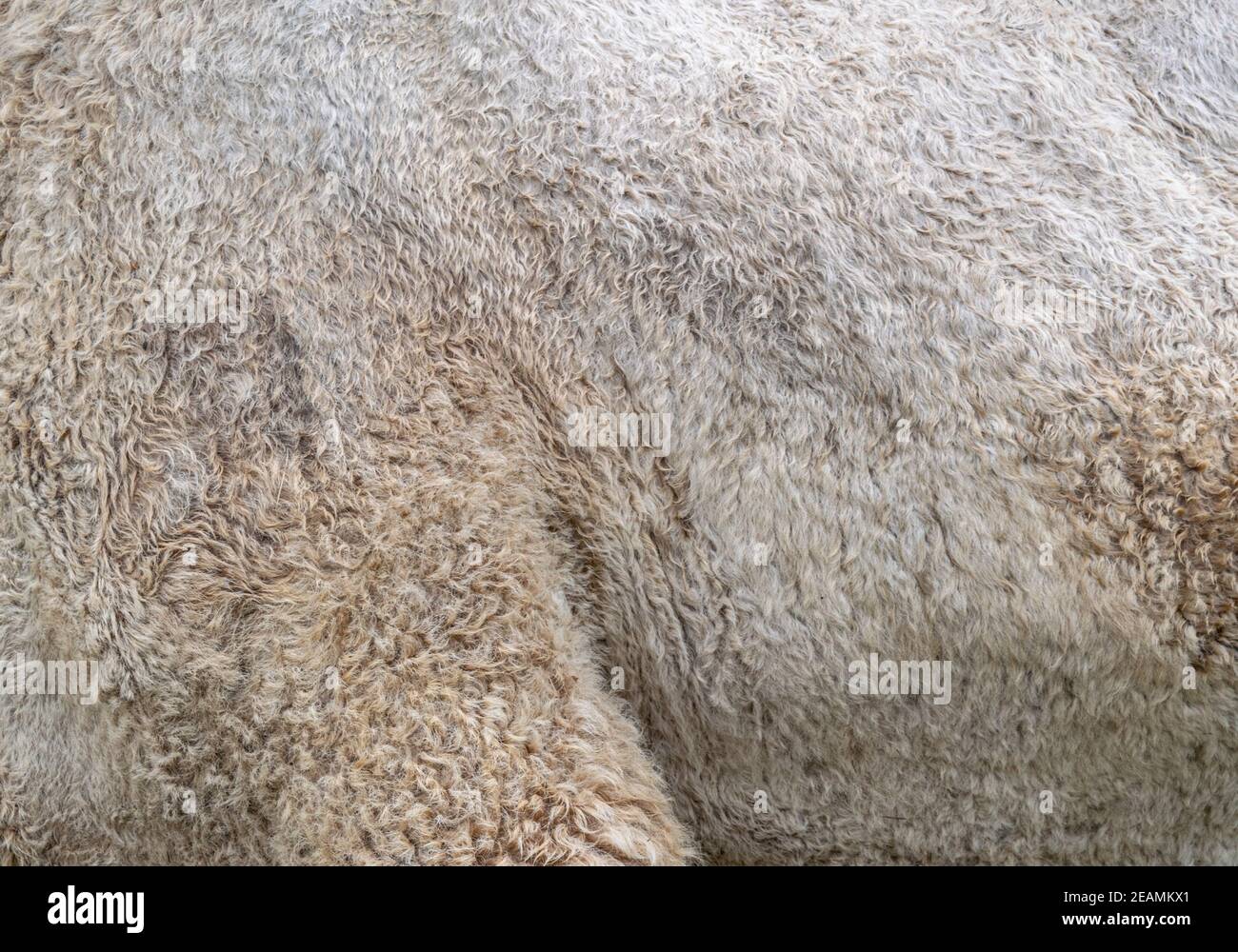 The skin of a camel on its side and hip. Background texture of a camel ...