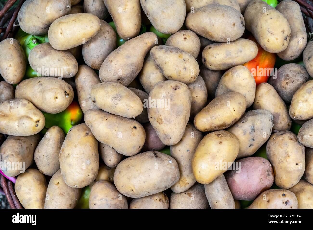 Young potatoes in a basket. Potato tubers Stock Photo - Alamy