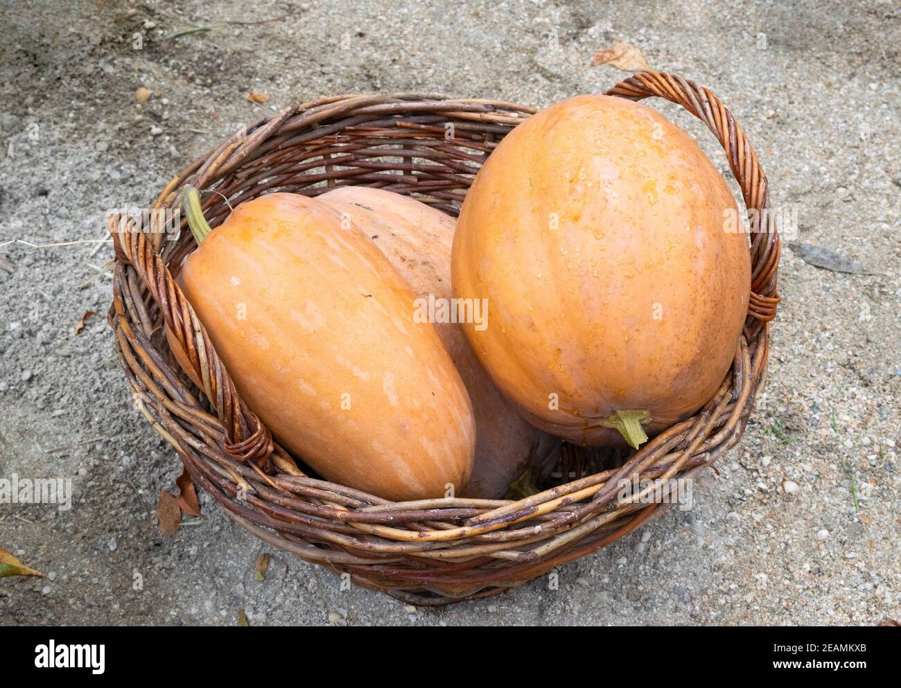 Baskets with vegetables. Assorted vegetables. Rural harvest Stock Photo ...