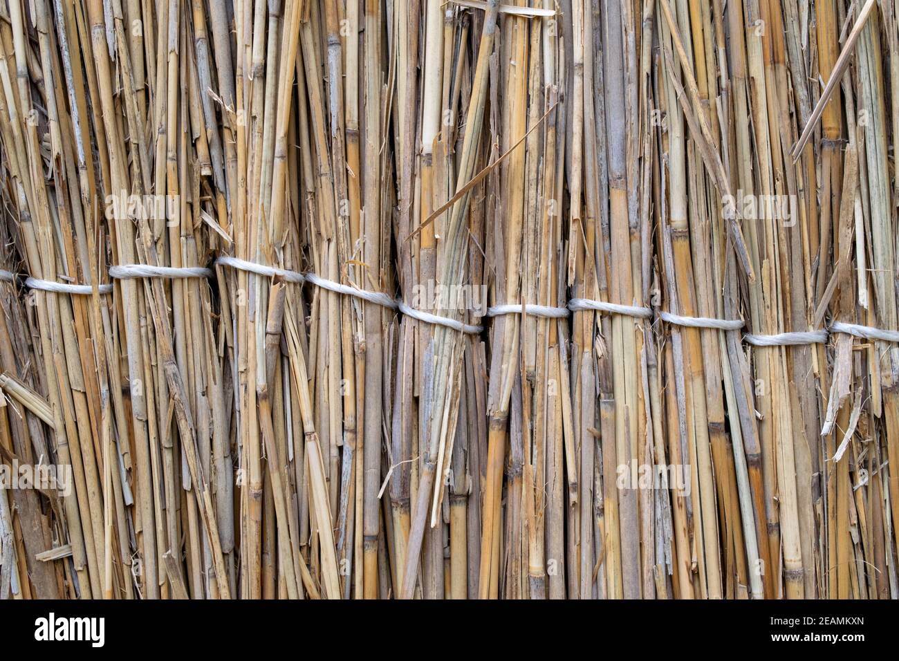 Fence of reeds. Background texture of reeds Stock Photo - Alamy