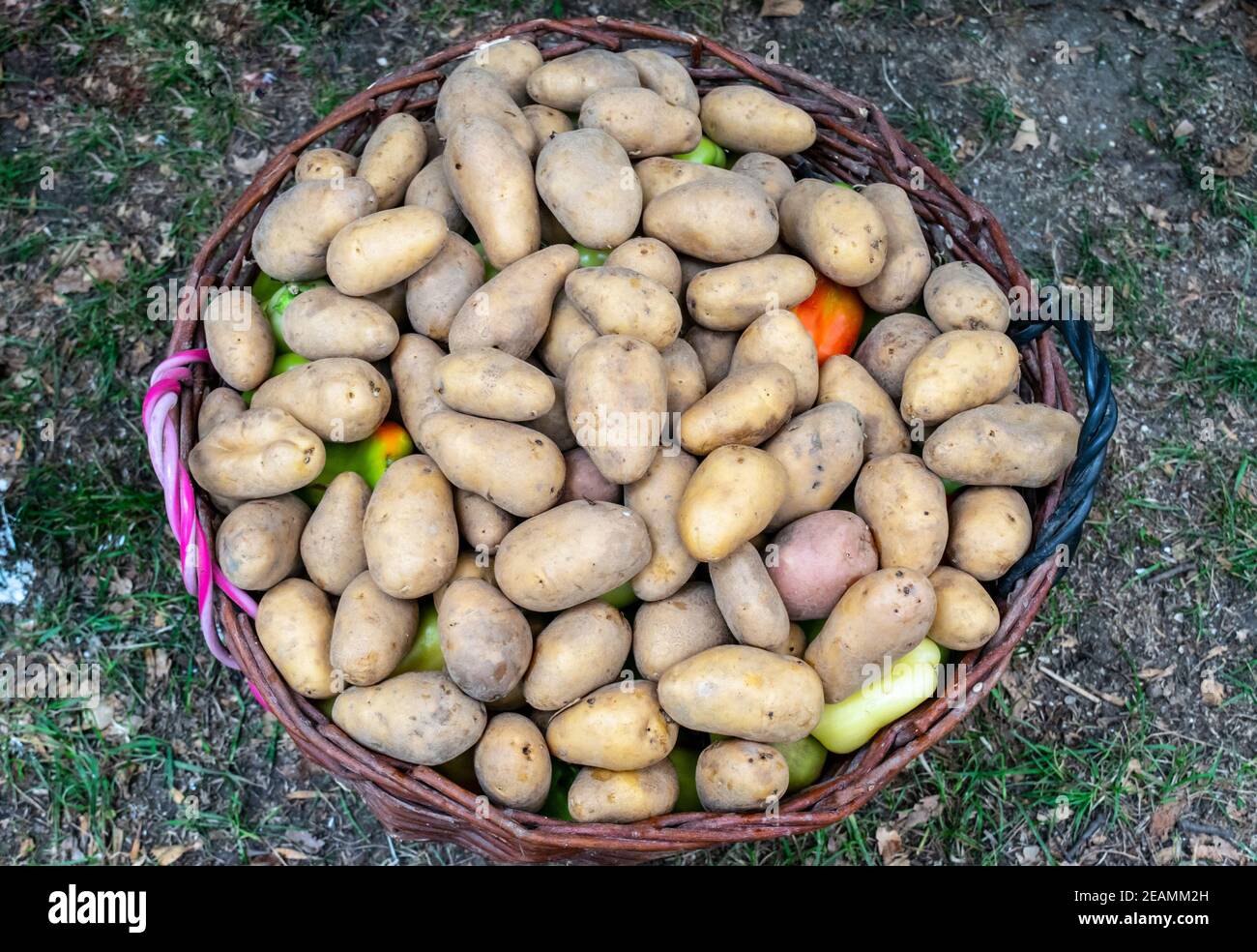 Young potatoes in a basket. Potato tubers Stock Photo - Alamy