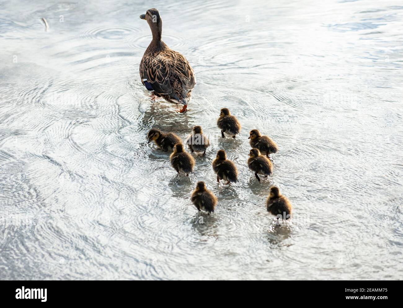 Mother duck and eight duckling behind her, walk into the water Stock ...