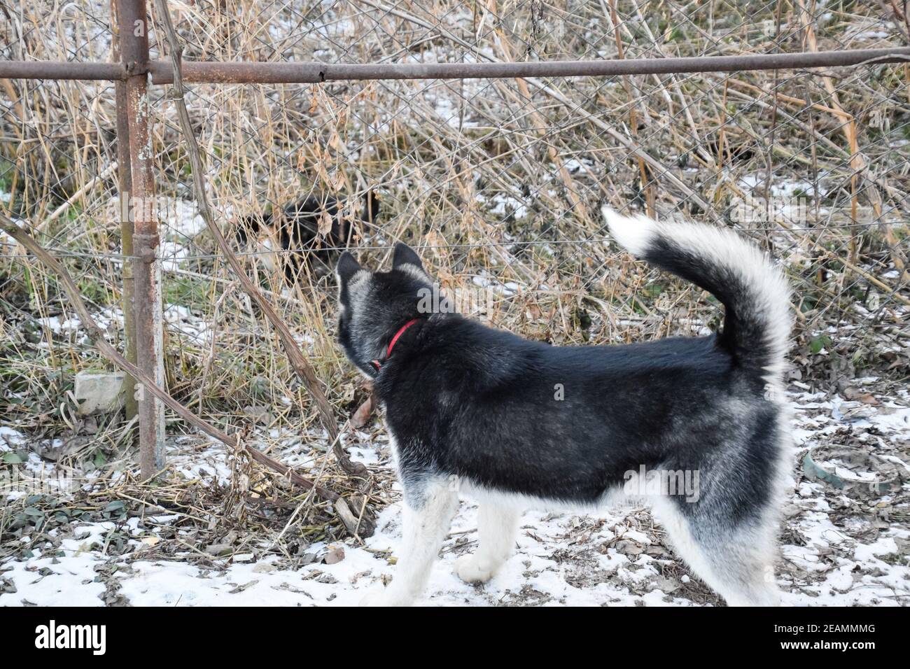 young husky dog standing by a fence from the grid Stock Photo - Alamy