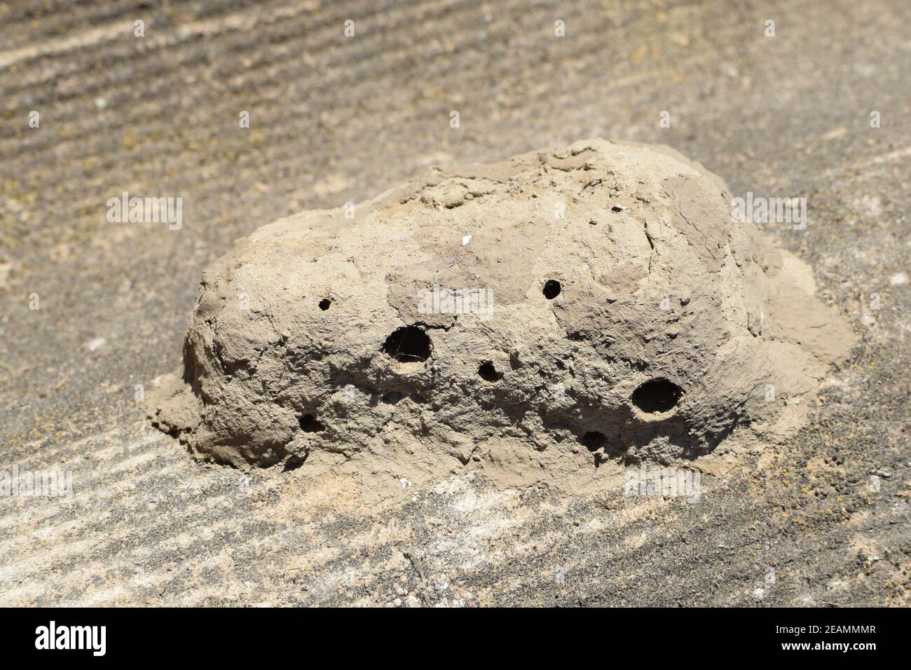 Nests of clay belonging wasp Stock Photo - Alamy