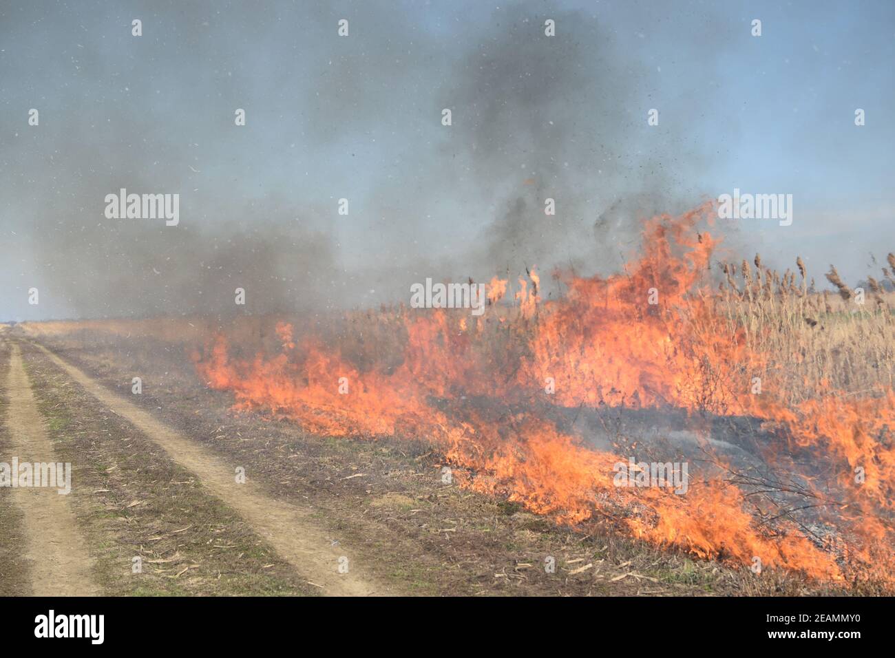 Burning dry grass and reeds Stock Photo - Alamy
