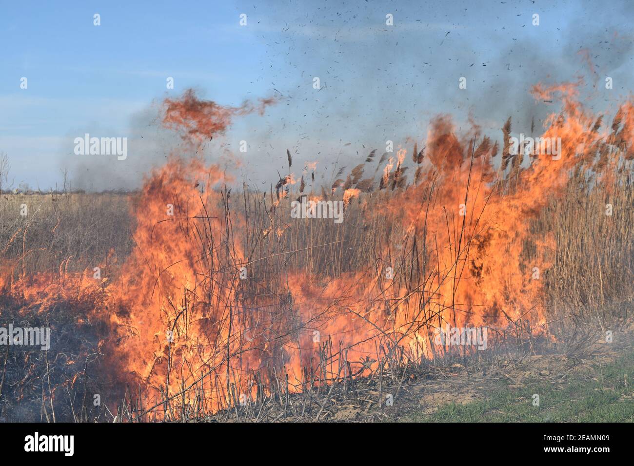 Burning dry grass and reeds Stock Photo - Alamy