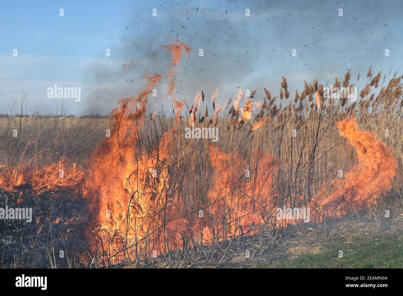 Burning dry grass and reeds Stock Photo - Alamy