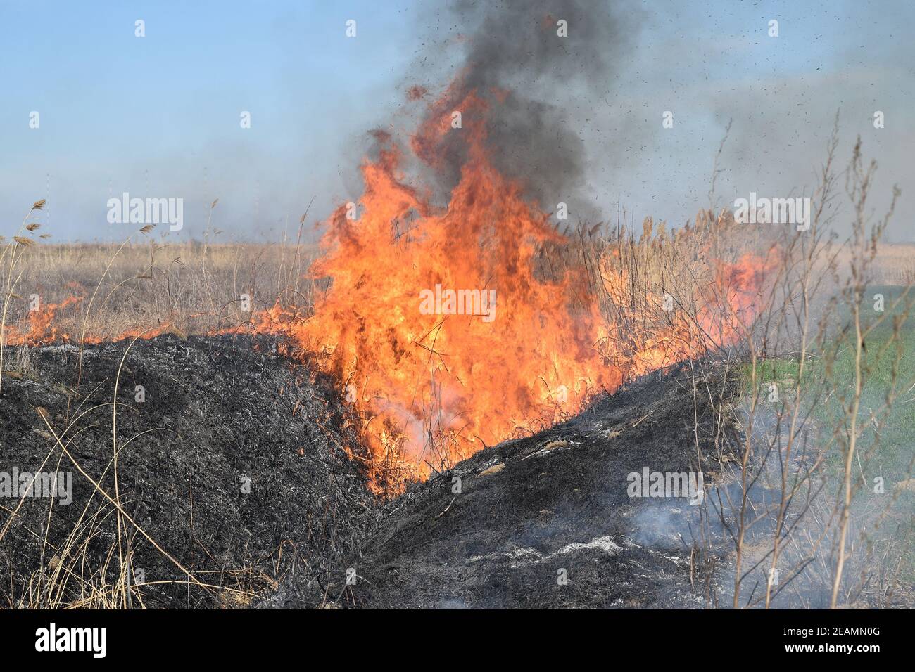 Burning dry grass and reeds Stock Photo - Alamy