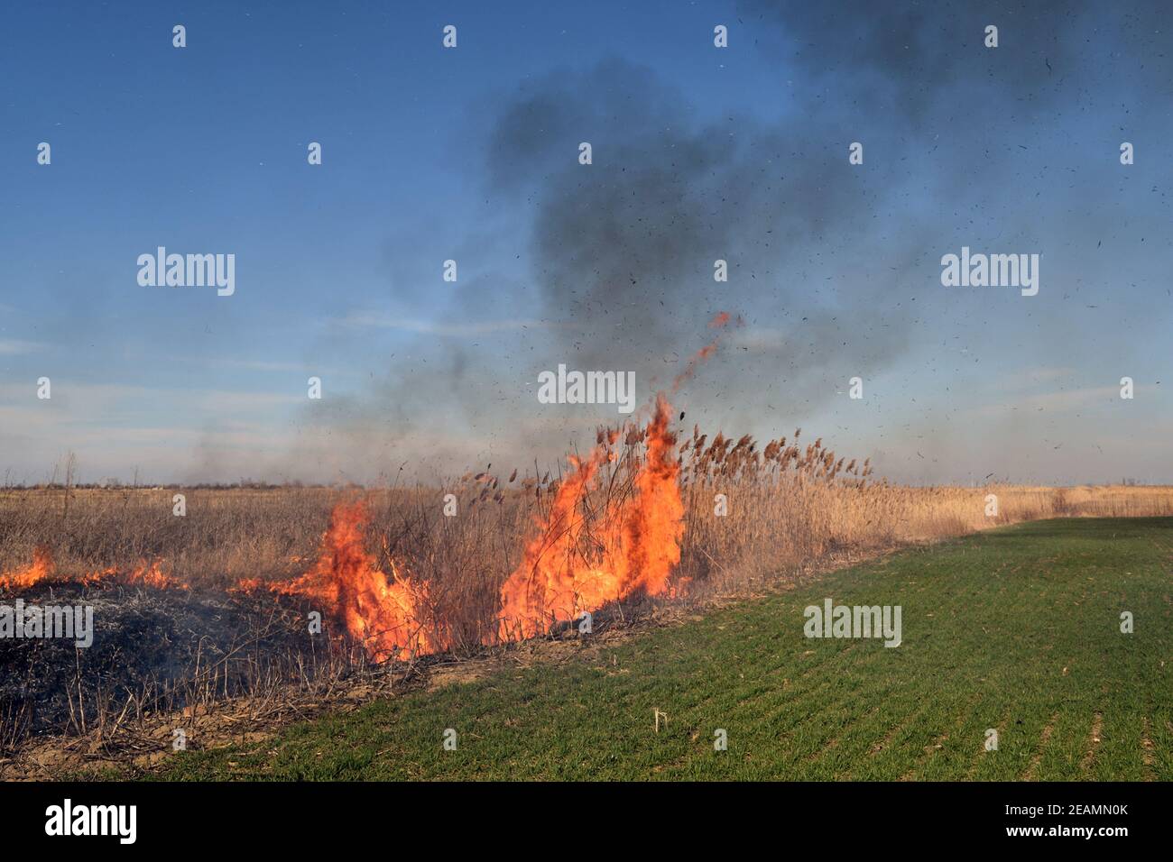 Reed pressure hi-res stock photography and images - Alamy