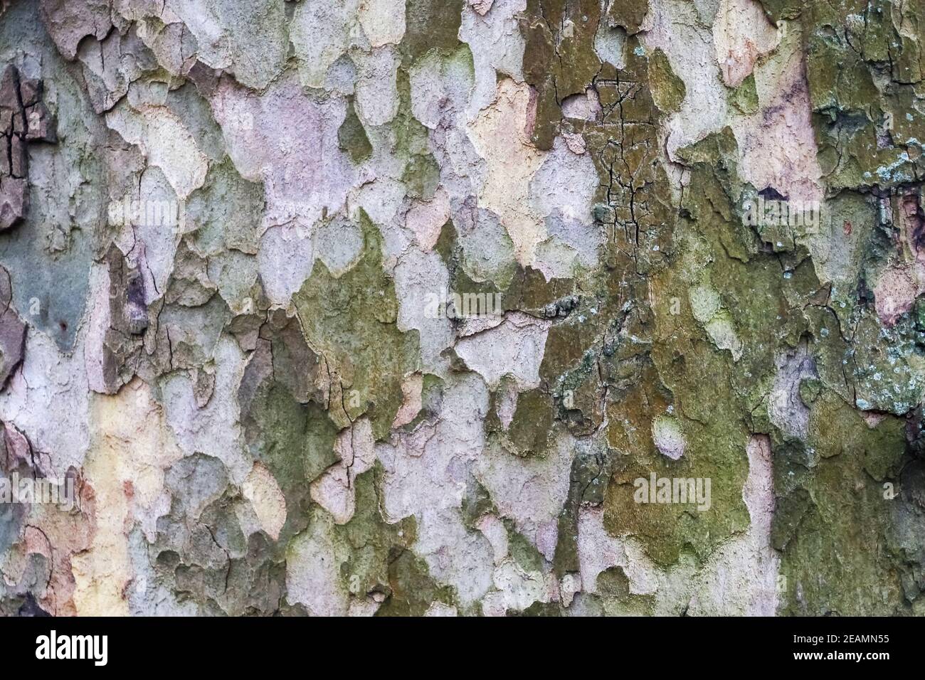 Close up view on very detailed tree bark texture in high resolution ...
