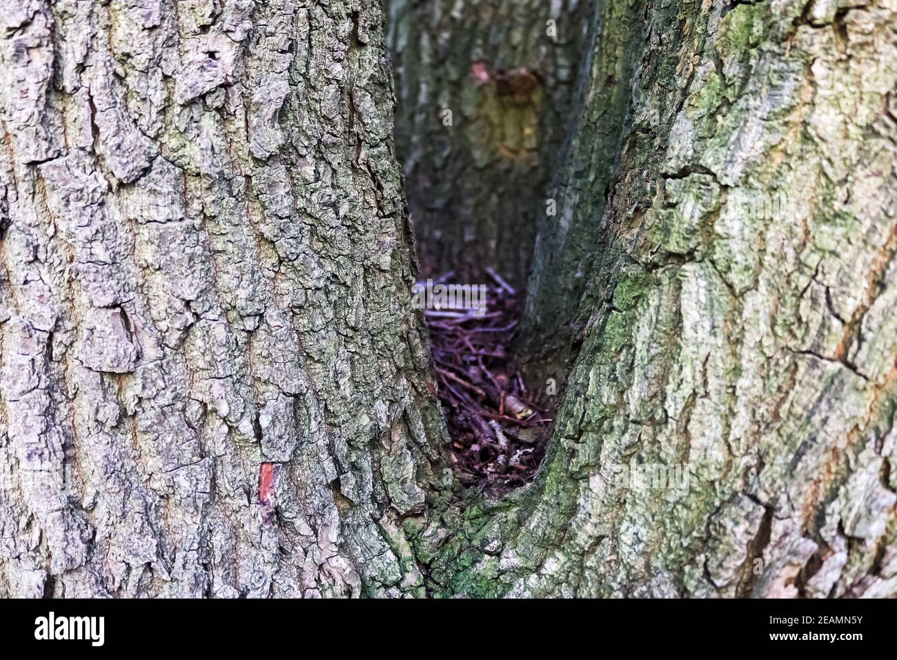 Close up view on very detailed tree bark texture in high resolution ...