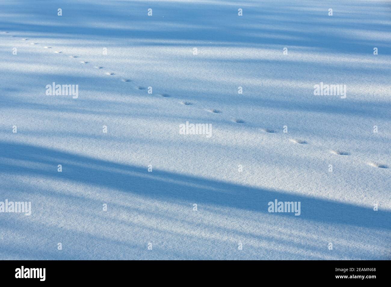 Blue paw prints hi-res stock photography and images - Alamy