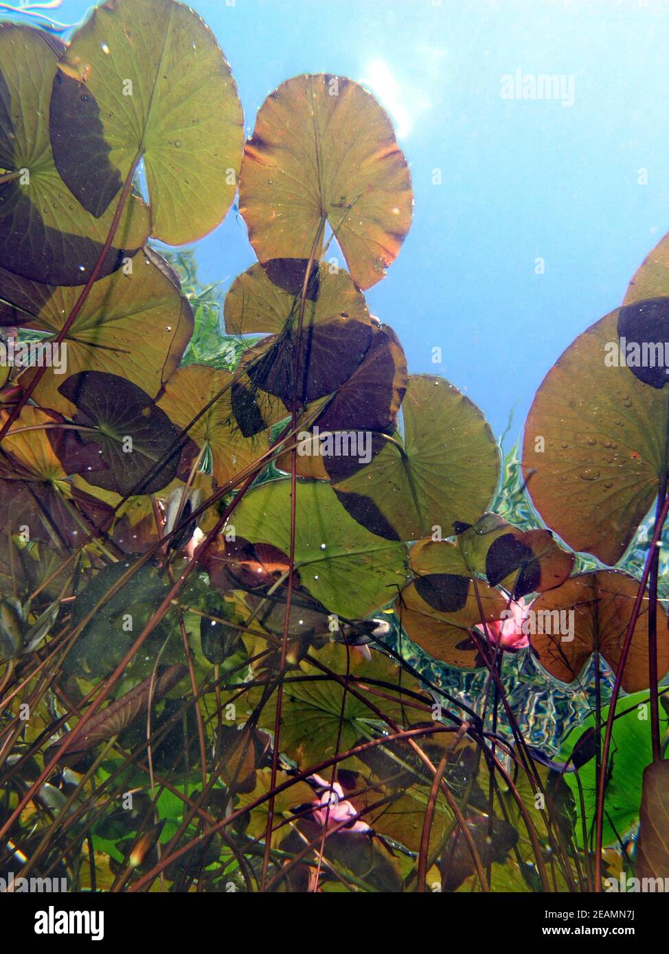 Water lily forest from below, underwater landscape in Lake Kulkwitz ...