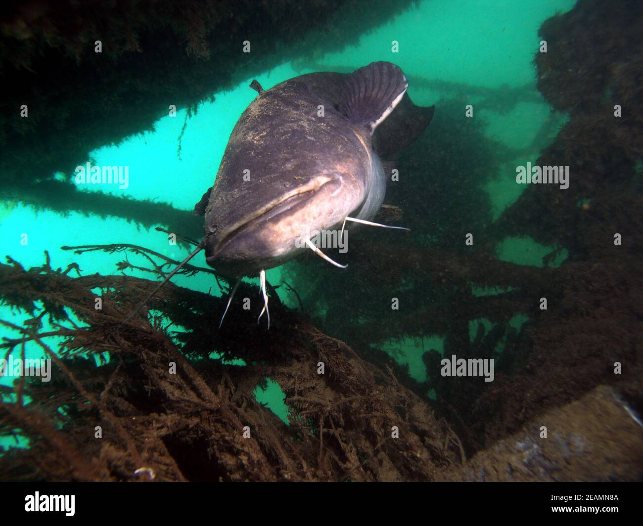 big wels catfish or sheatfish in Lake Kulkwitz Stock Photo - Alamy