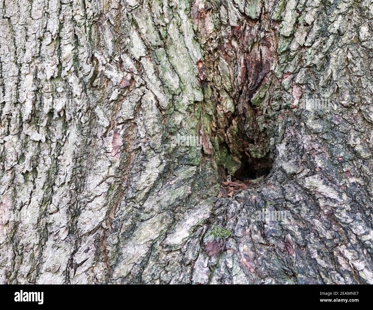 Close up view on very detailed tree bark texture in high resolution ...
