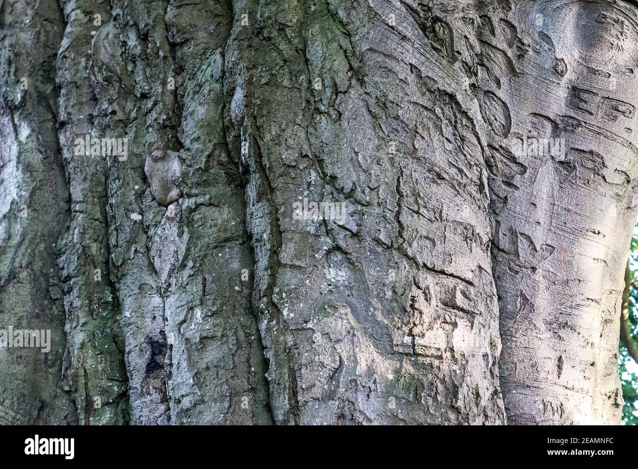 Close up view on very detailed tree bark texture in high resolution ...