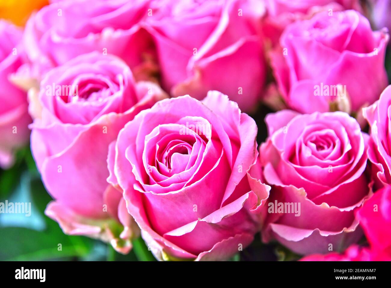 Roses in flower shop Stock Photo - Alamy