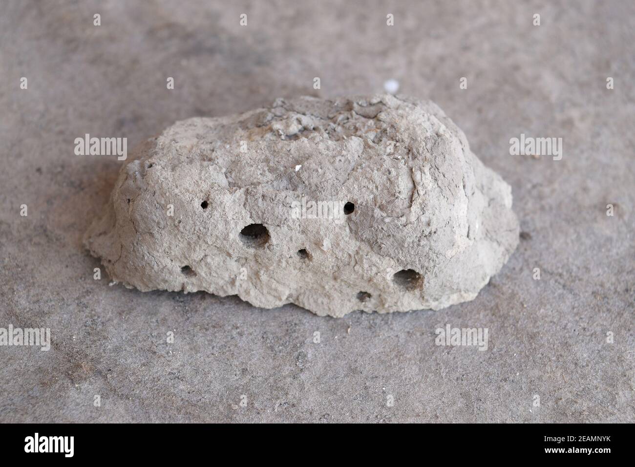 Nests of clay belonging wasp Stock Photo - Alamy