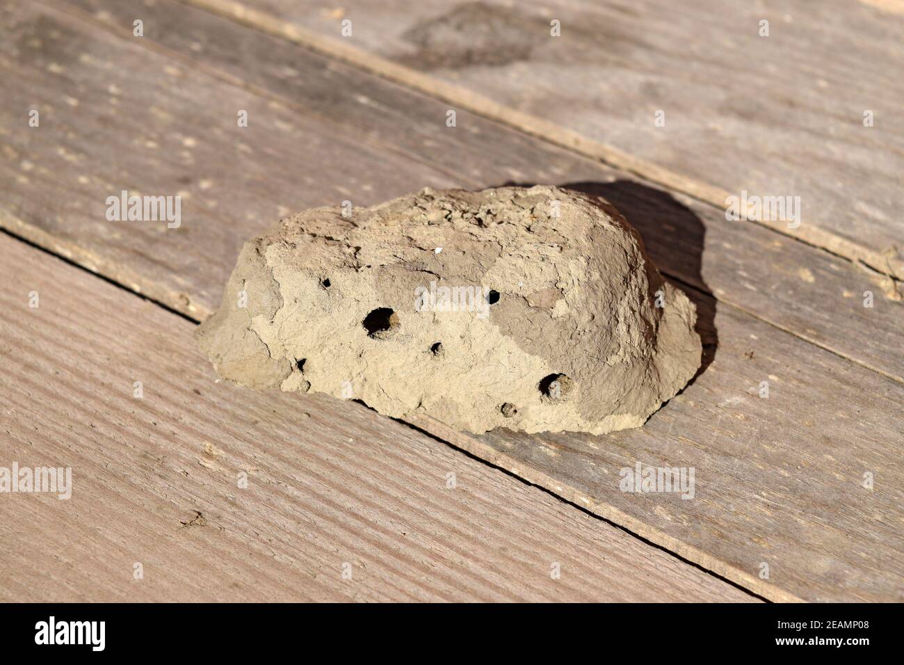 Nests of clay belonging wasp Stock Photo - Alamy