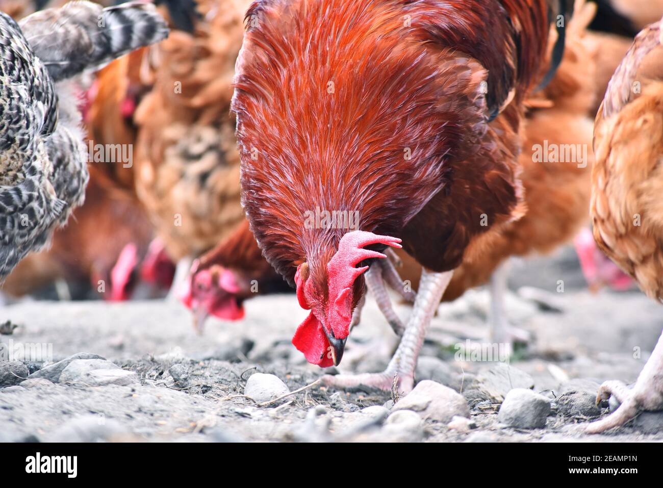 Free range poultry farm hi-res stock photography and images - Alamy