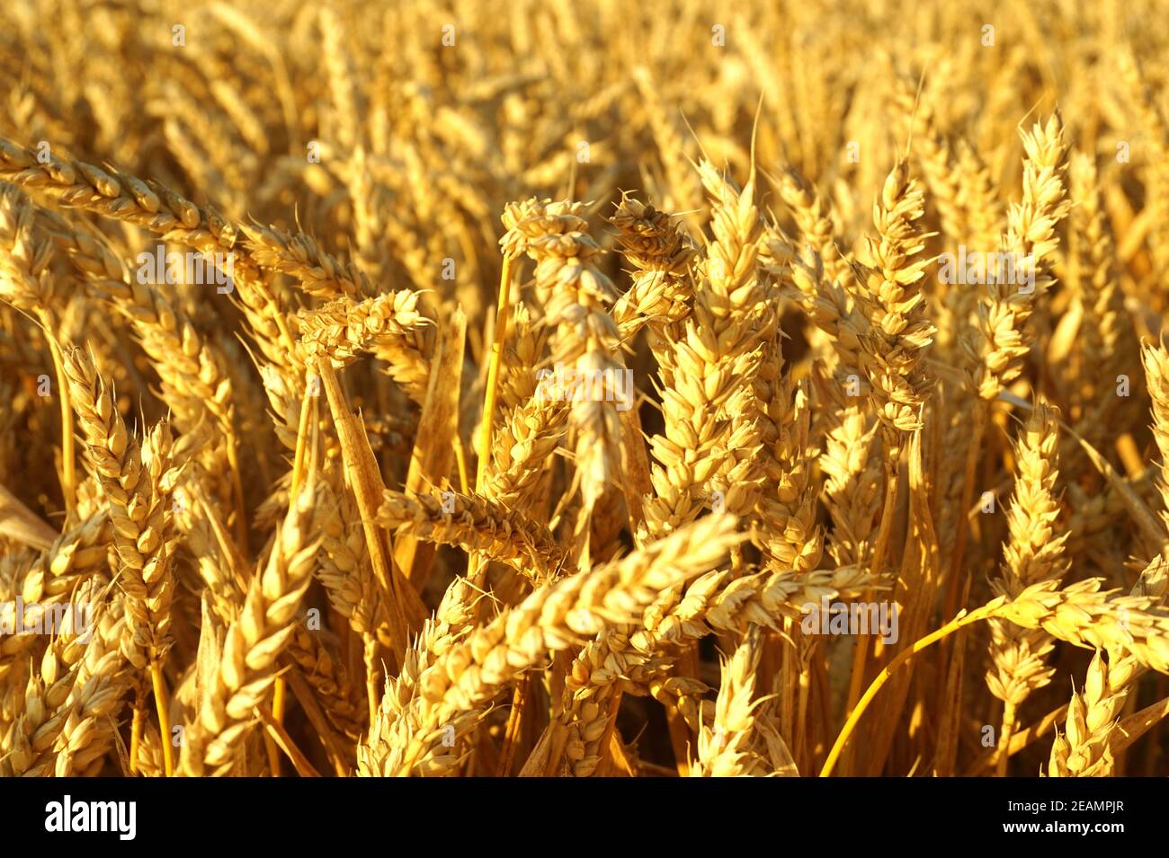 Golden wheat background texture on sunny day Stock Photo - Alamy