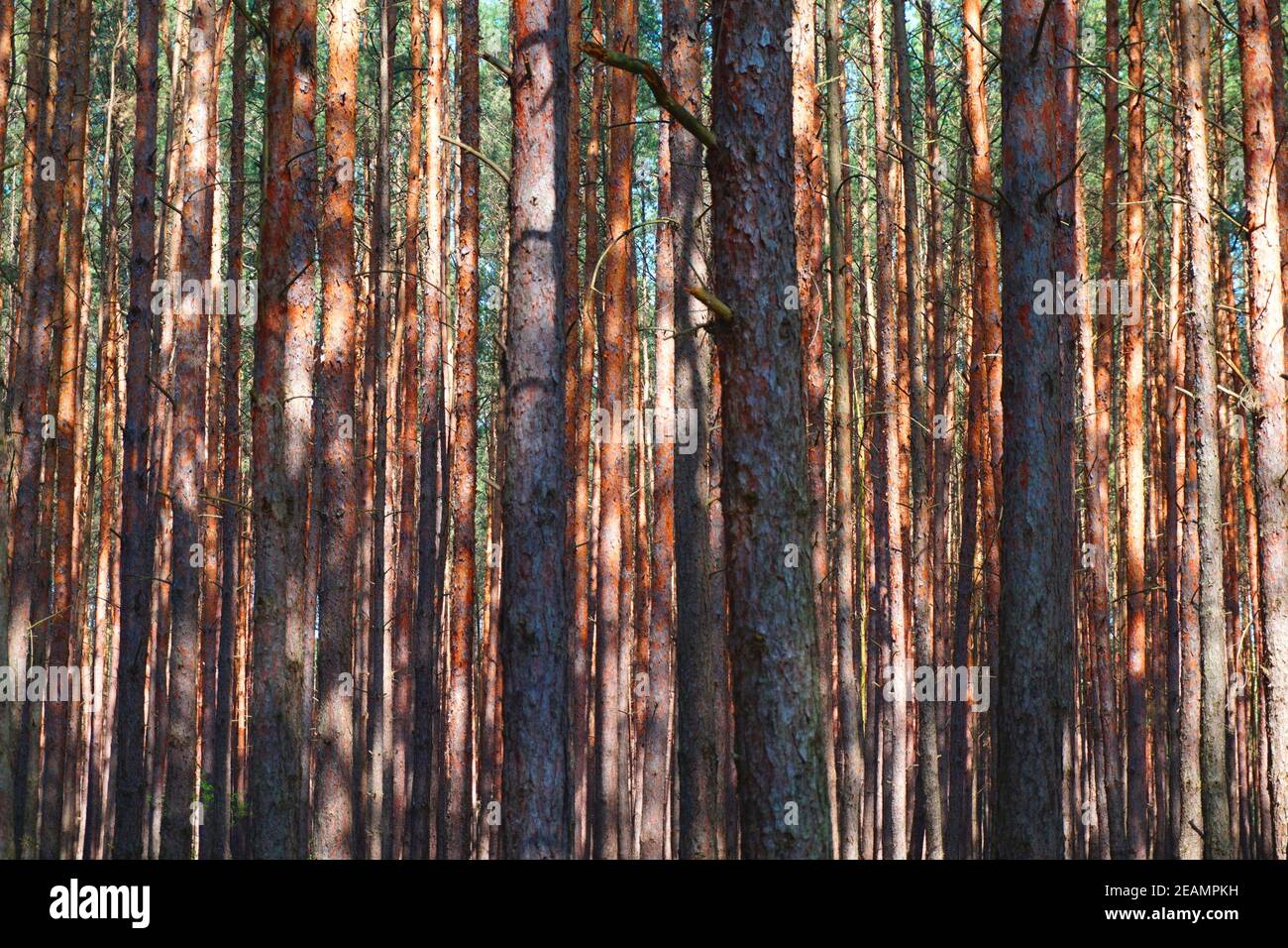 Forest full of pine trees Stock Photo - Alamy