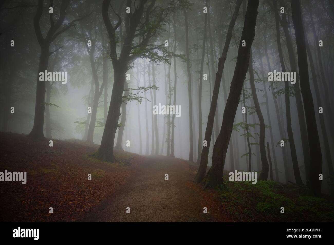 Fog in autumn forest with path and beech trees Stock Photo - Alamy