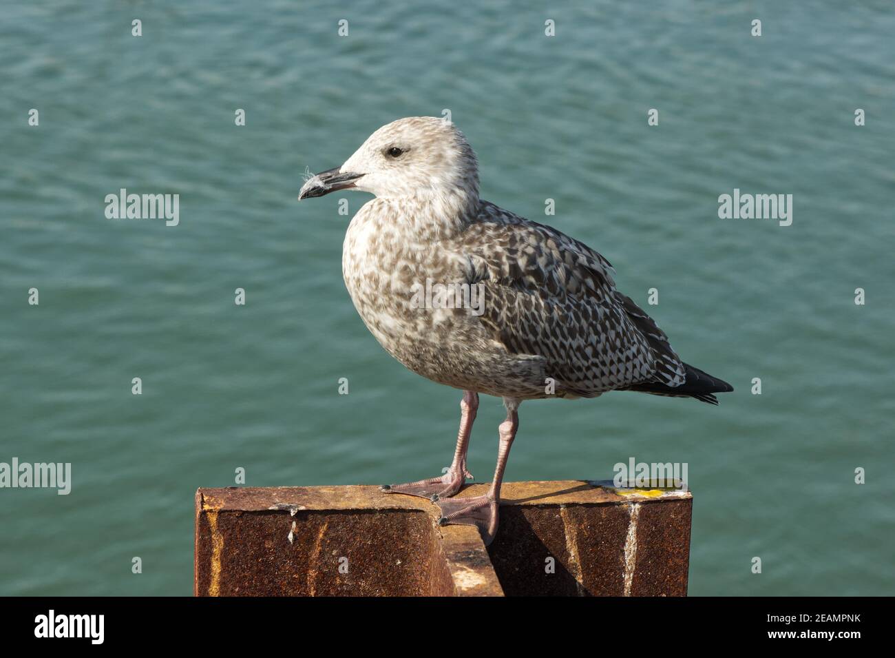 Seagull feet hi-res stock photography and images - Alamy