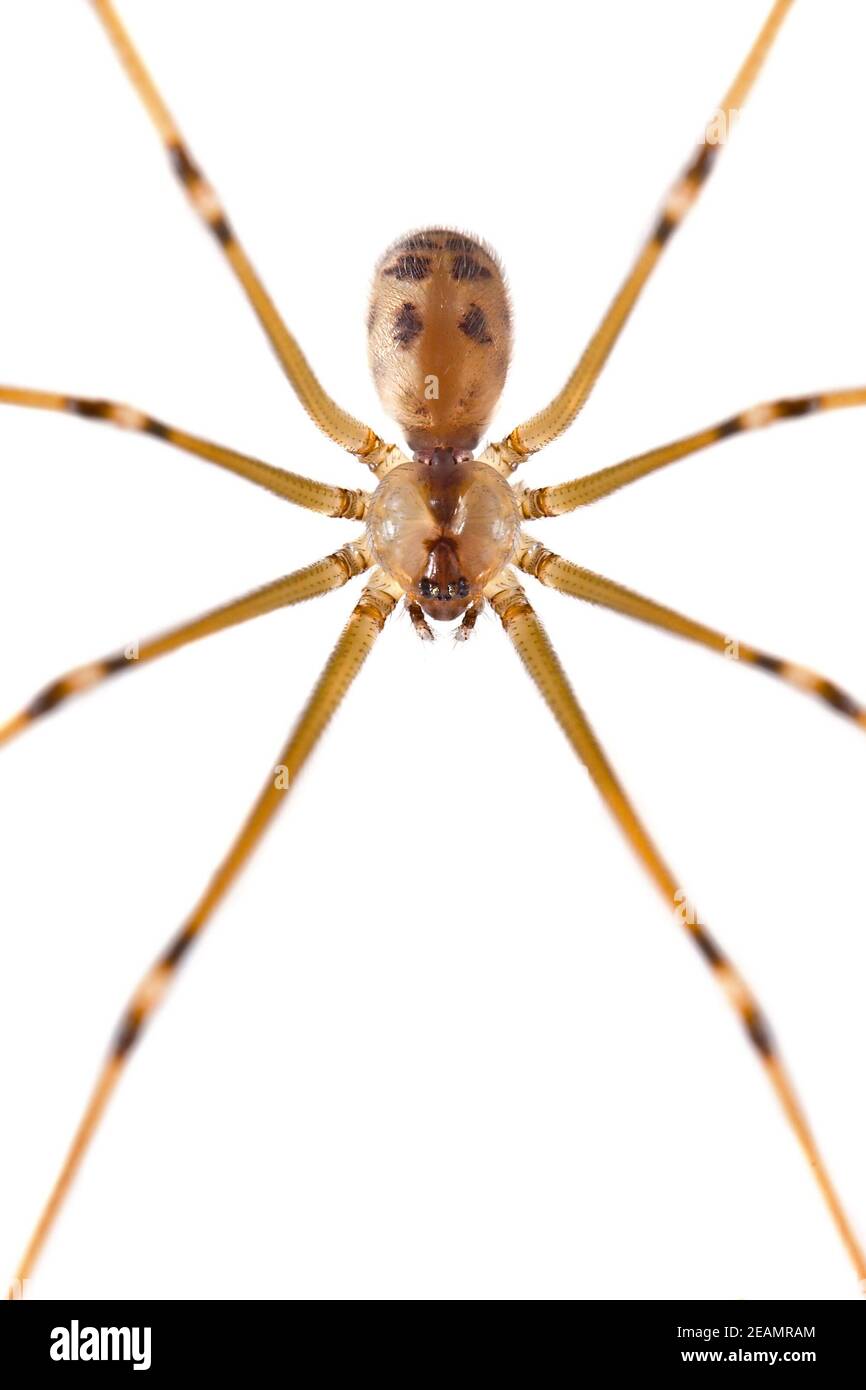 Spider on the wall Stock Photo - Alamy