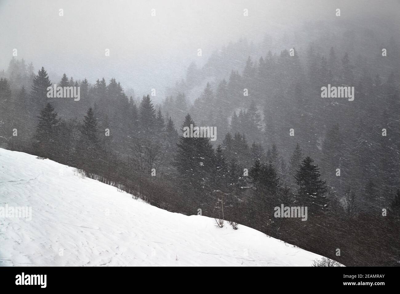 Pine forest snow mist hi-res stock photography and images - Alamy