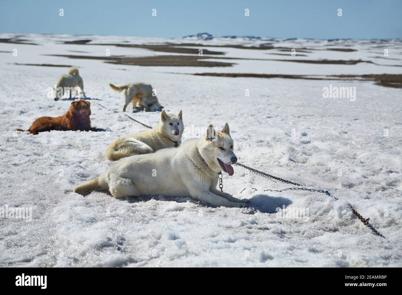 Dog sledge having a stop Stock Photo - Alamy