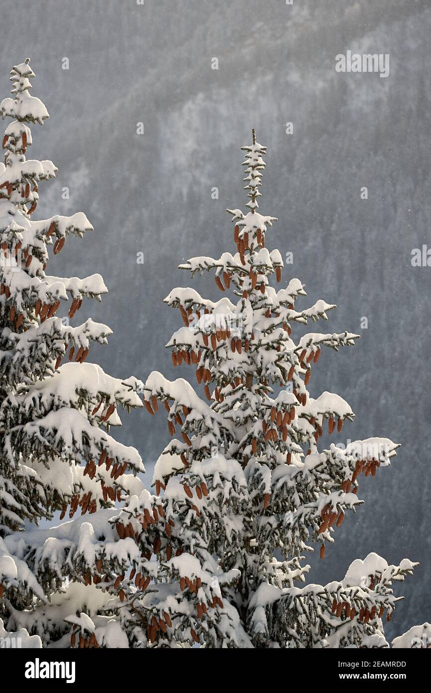 Beautiful scenery falling snow trees hi-res stock photography and ...