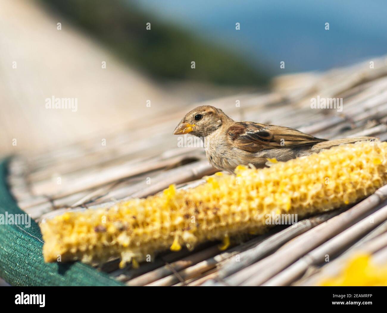 Beautiful corn hi-res stock photography and images - Alamy