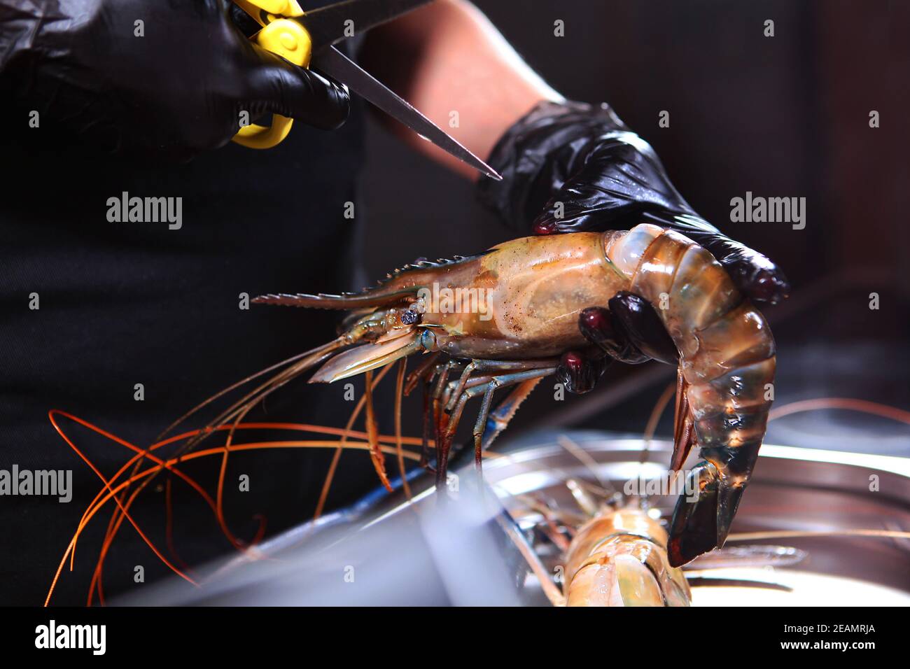 The cook rips open the shell of a giant freshwater shrimp with scissors ...