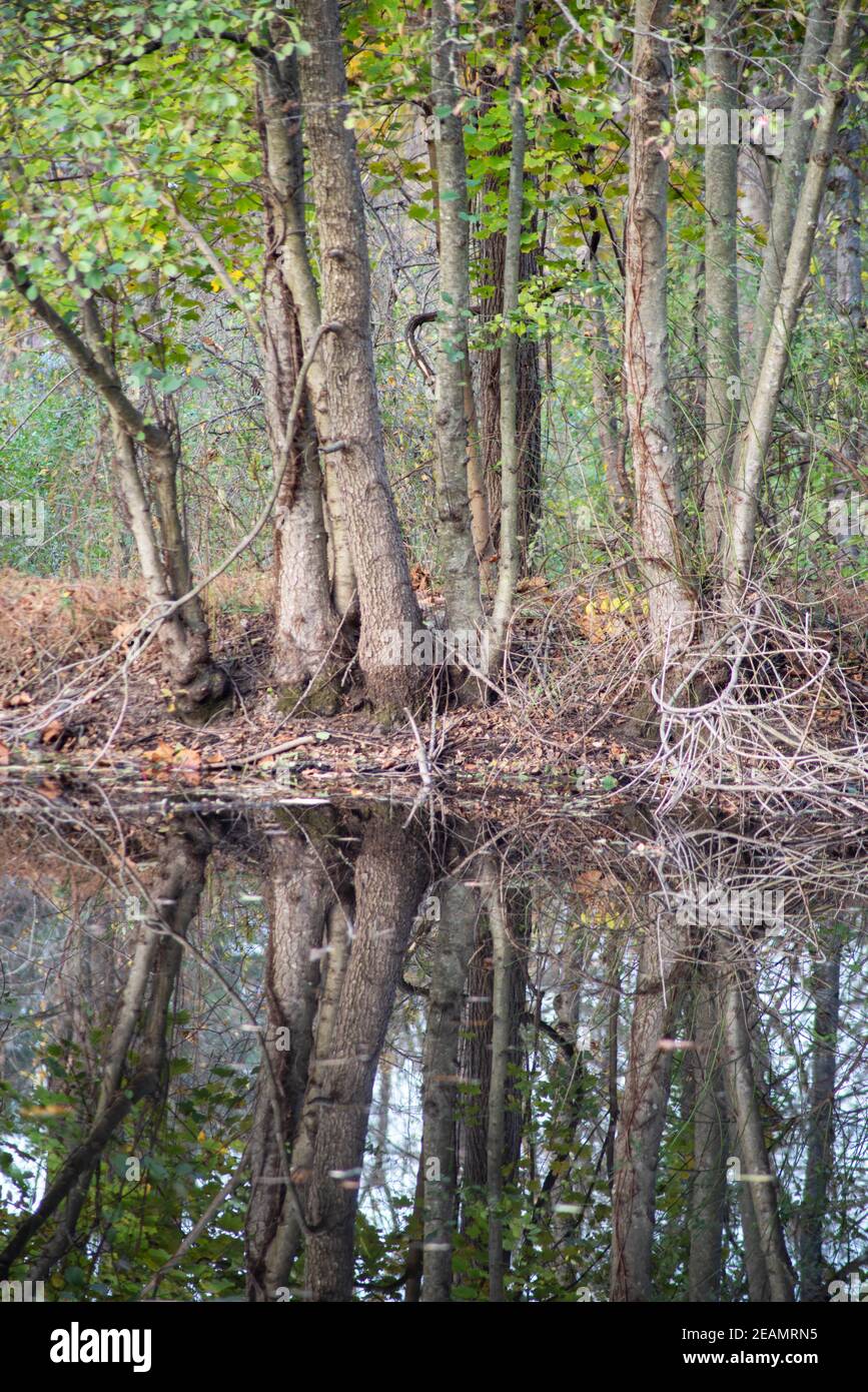 Tree trunks reflected in tranquil pond Stock Photo - Alamy