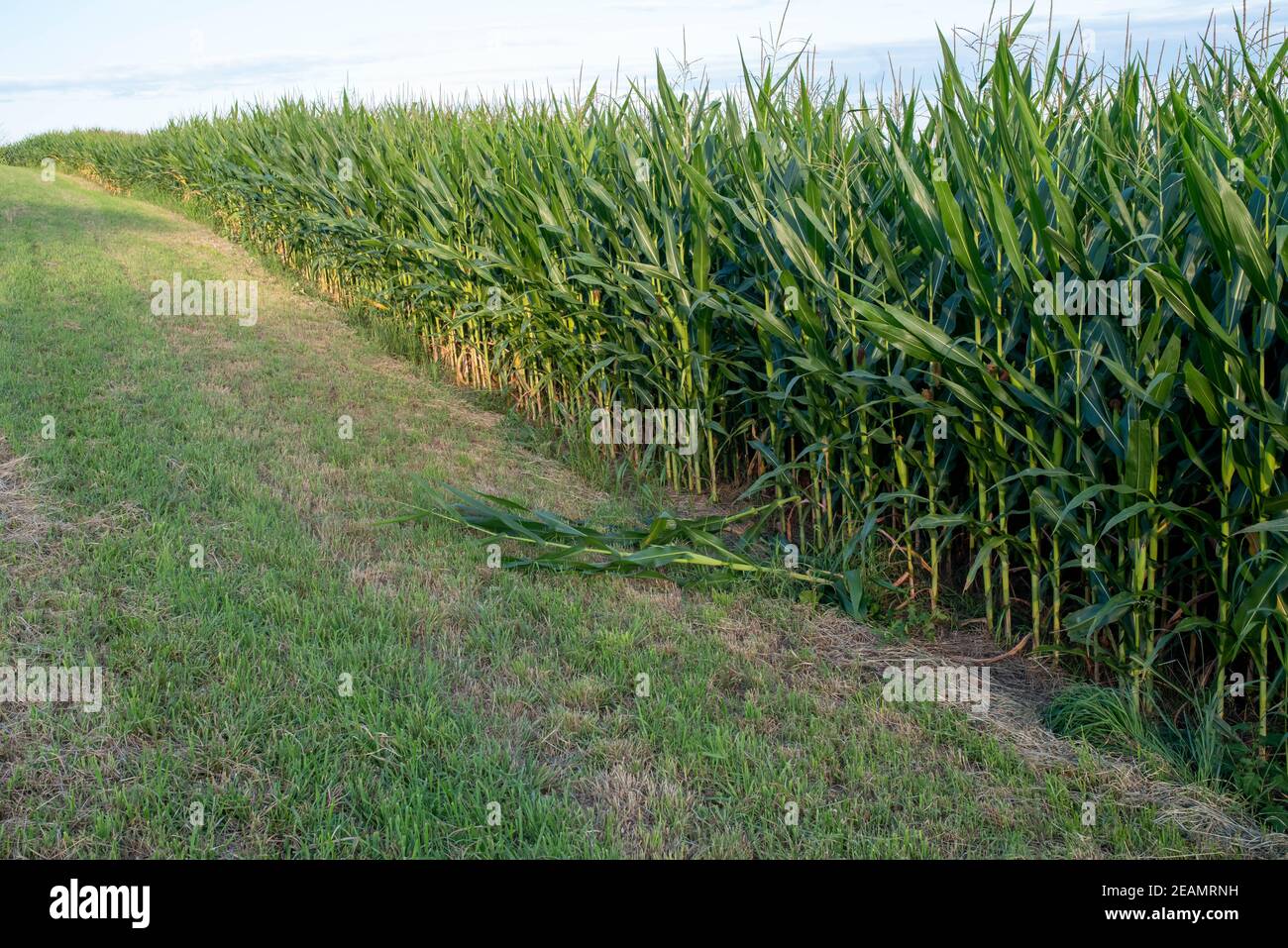 Long row of corn crop angles across green grass with copy space Stock ...