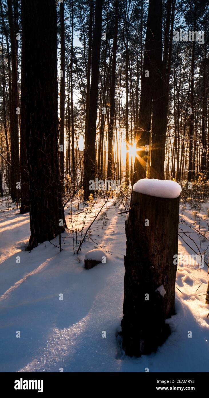 winter evening in the forest with long shadows from the trees, sunset ...