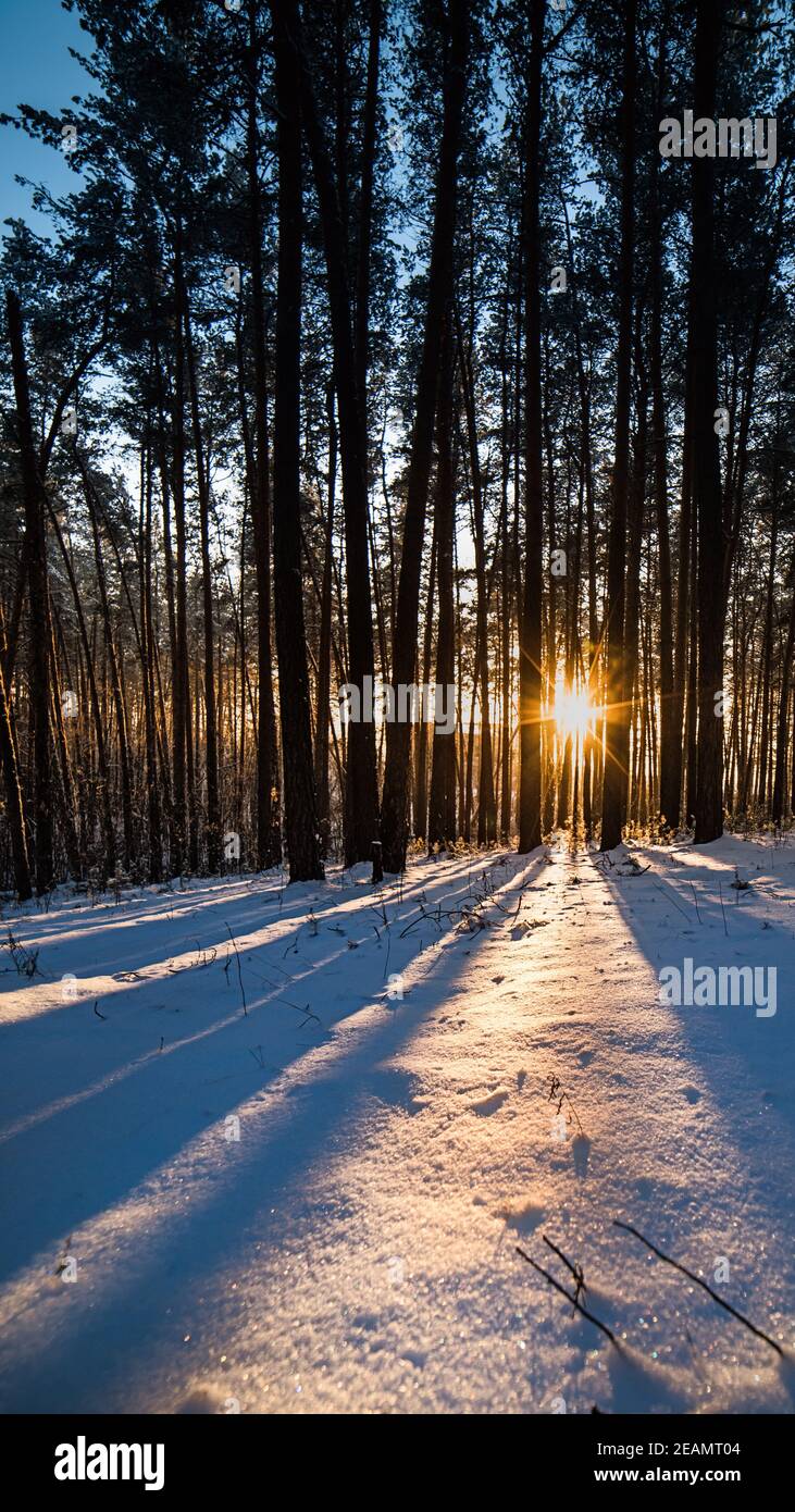 winter evening in the forest with long shadows from the trees, sunset ...