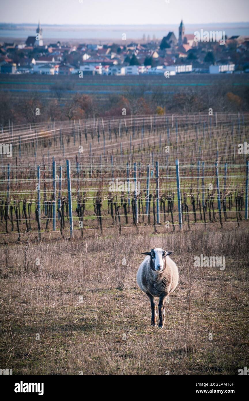 Sheep alone on a pasture in the background city of Rust and ...