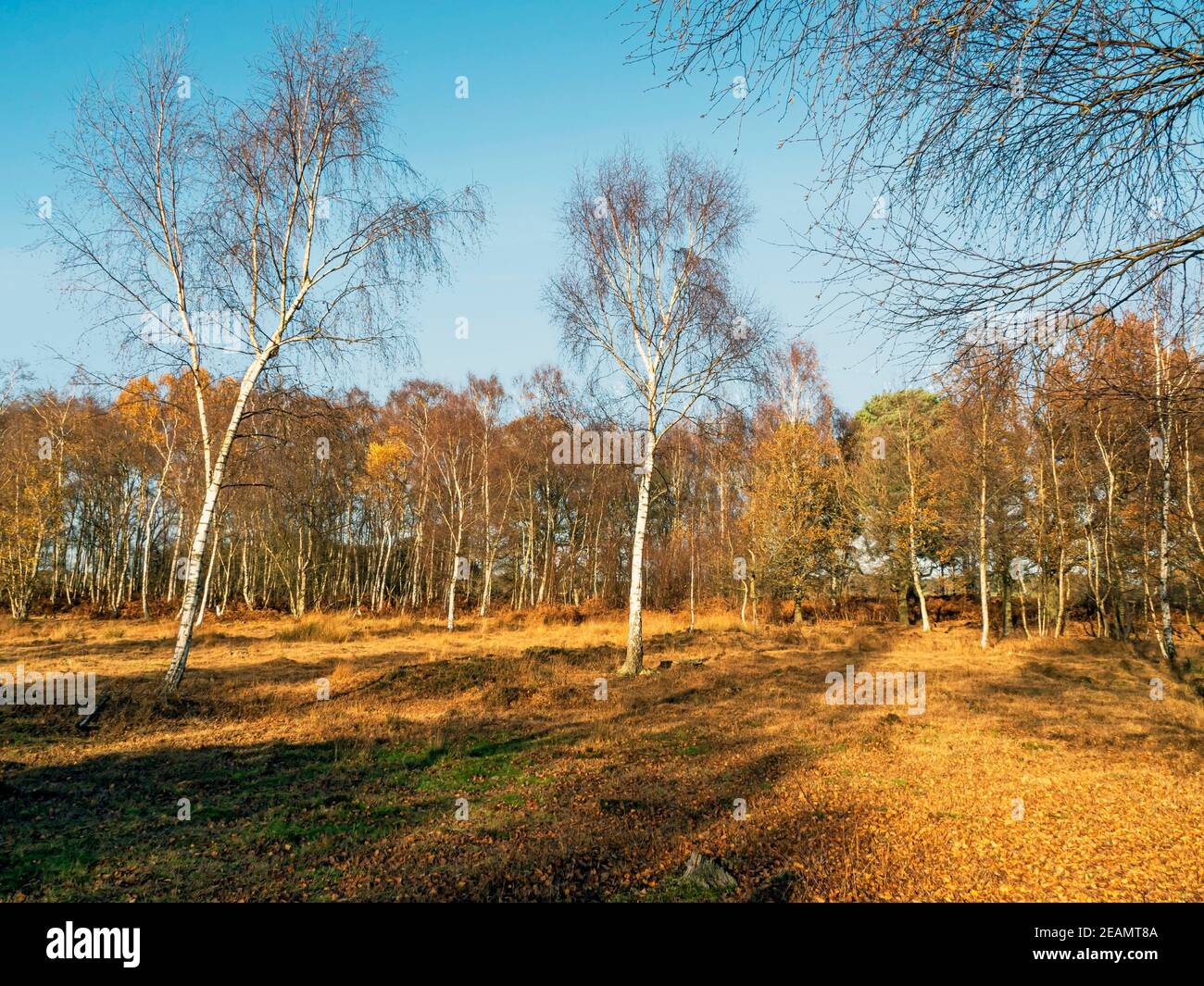 Skipwith Common National Nature Reserve, North Yorkshire, England Stock ...