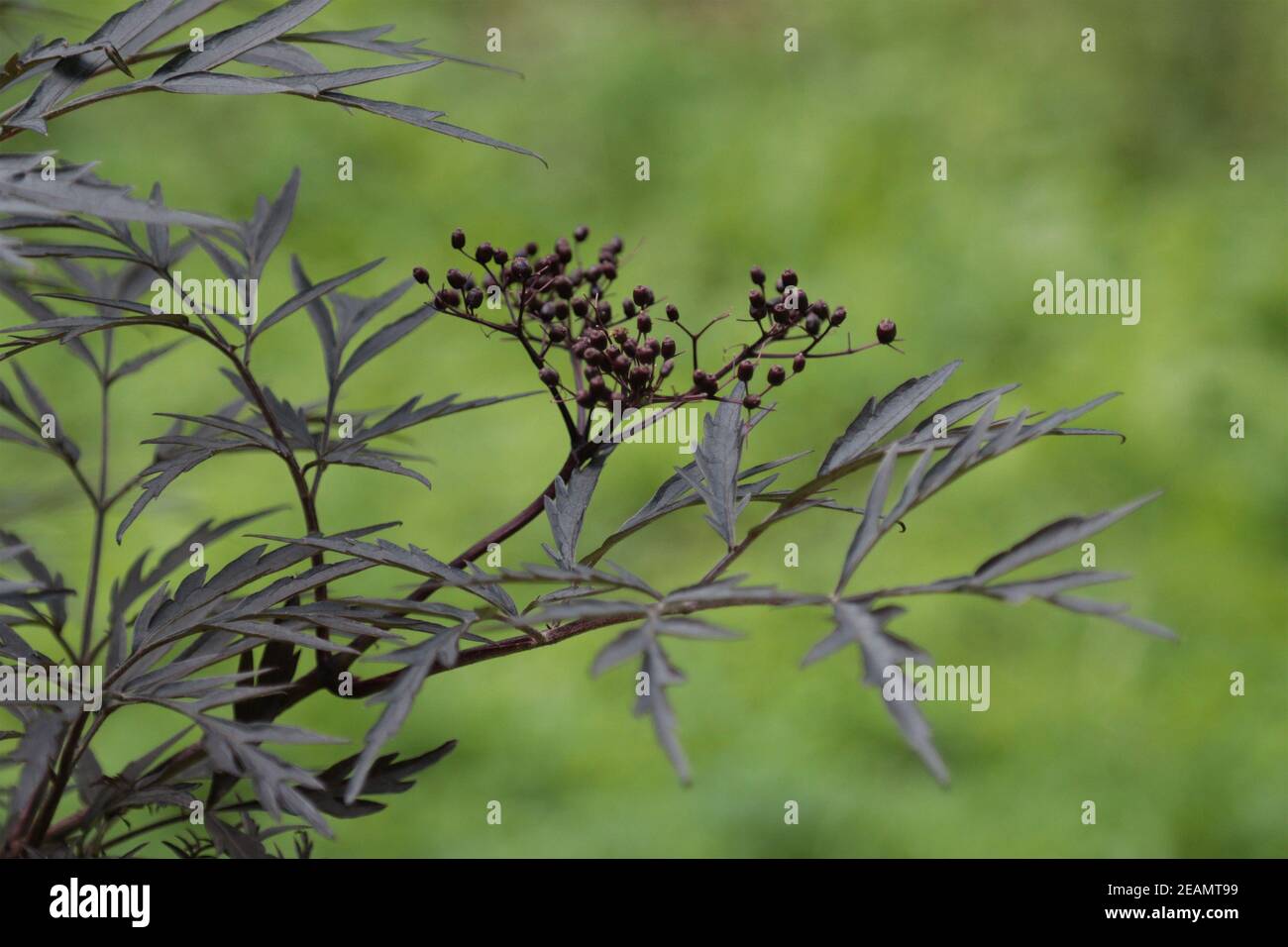 Black bush hi-res stock photography and images - Alamy