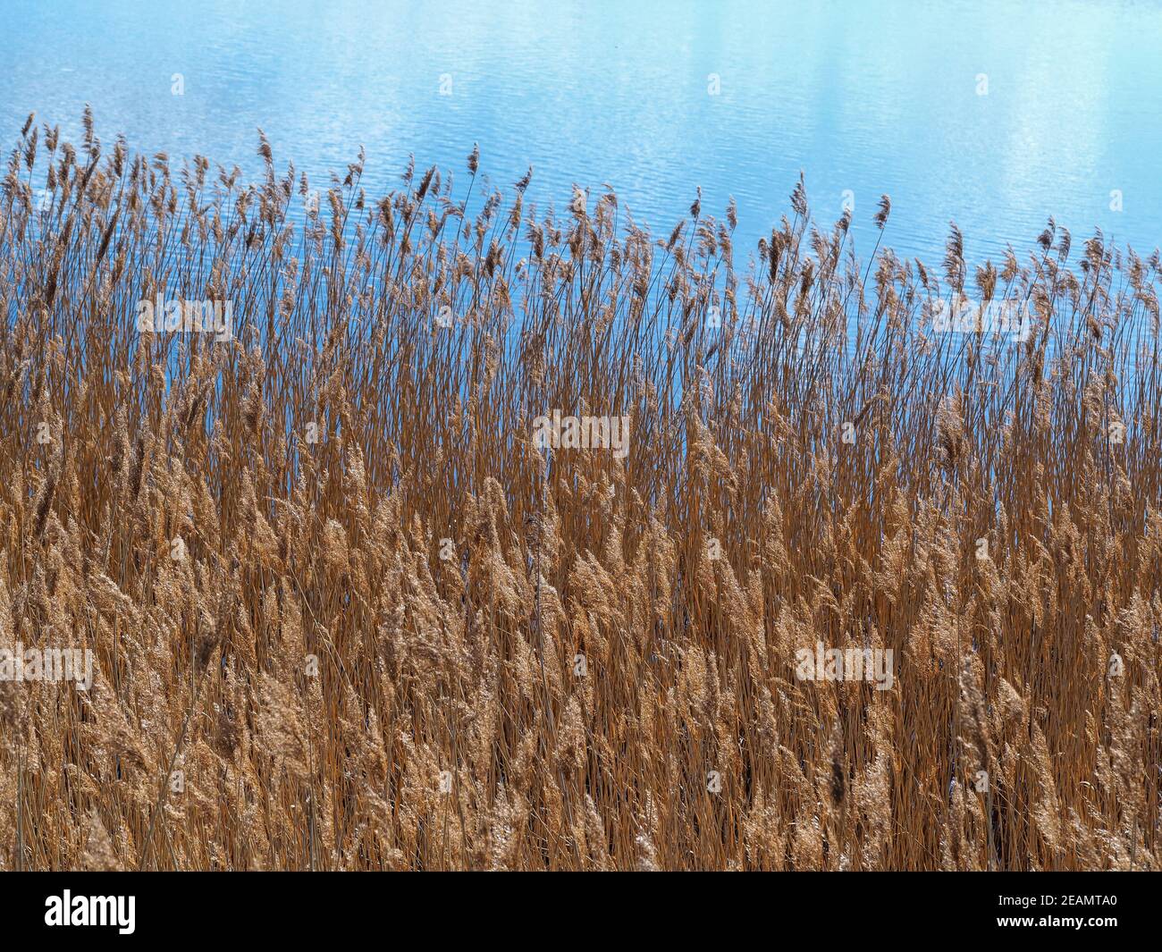 Grasses beside water hi-res stock photography and images - Alamy