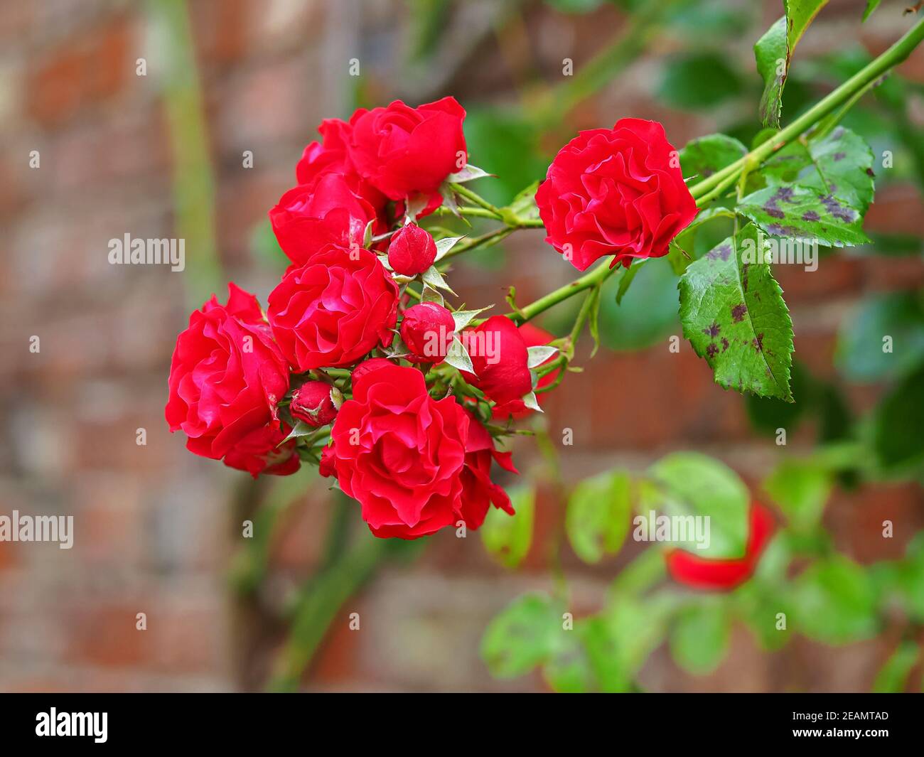 Climbing red roses flowering against a brick wall Stock Photo - Alamy