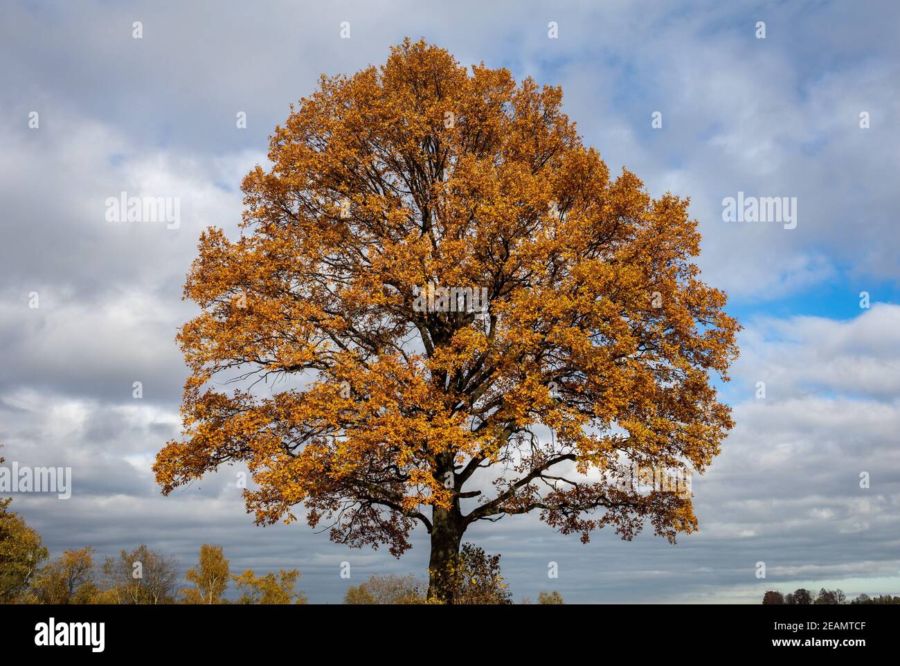 Oak tree ecosystem hi-res stock photography and images - Alamy