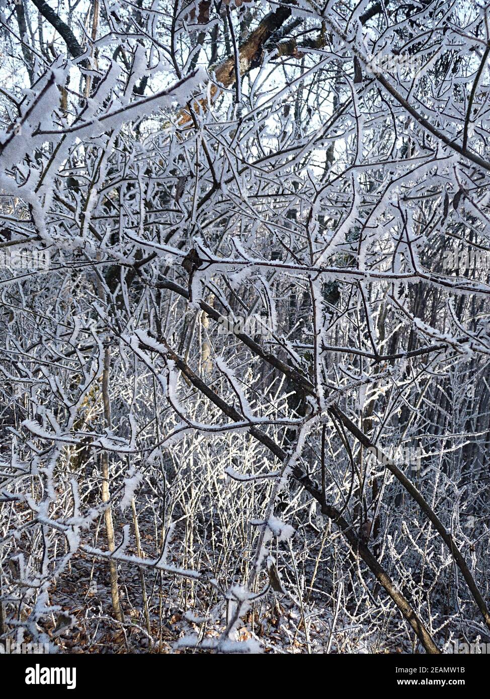 Twings hi-res stock photography and images - Alamy